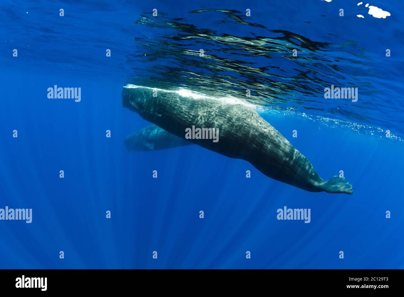 Pottwale schwimmen im meer -Fotos und -Bildmaterial in hoher Auflösung ...