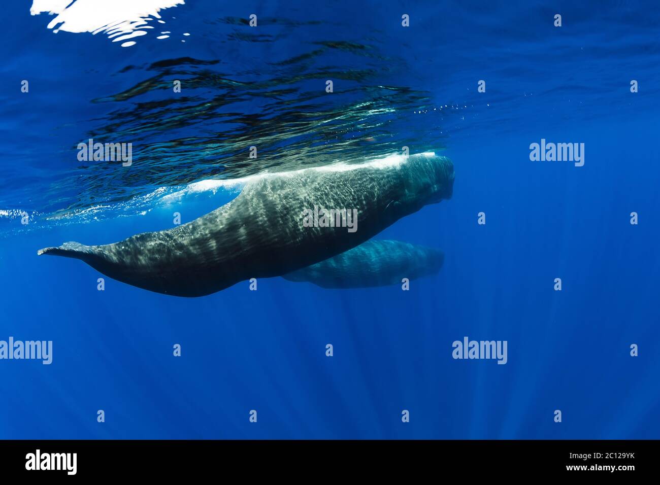 Pottwale schwimmen im meer -Fotos und -Bildmaterial in hoher Auflösung ...