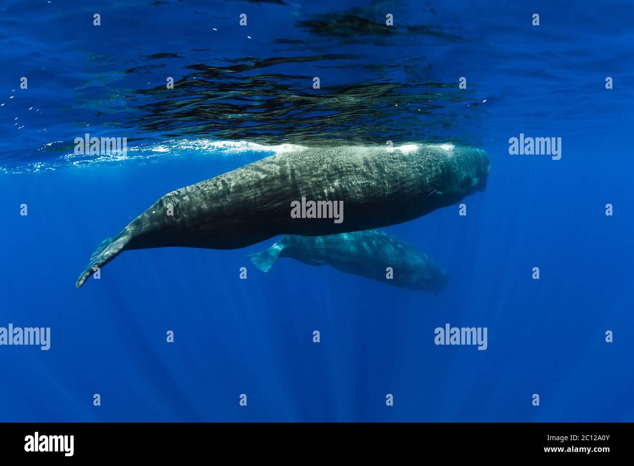 Pottwale schwimmen im meer -Fotos und -Bildmaterial in hoher Auflösung ...