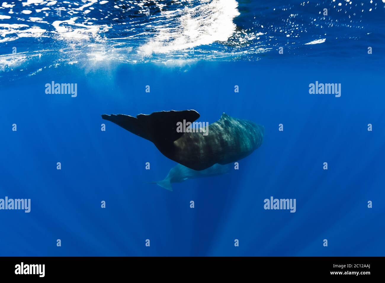 Pottwale schwimmen im meer -Fotos und -Bildmaterial in hoher Auflösung ...