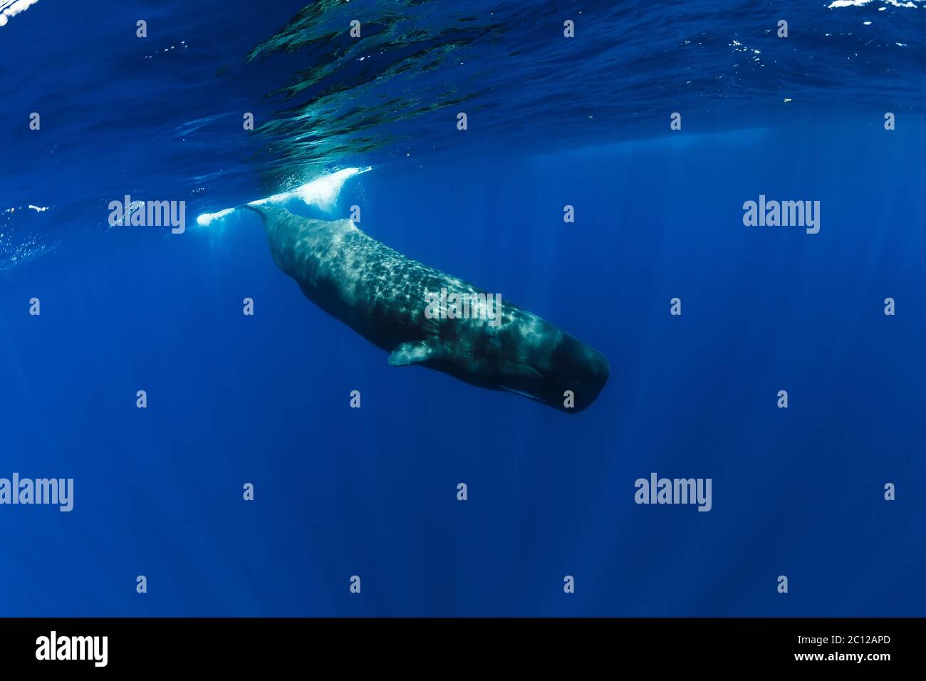 Pottwale schwimmen im meer -Fotos und -Bildmaterial in hoher Auflösung ...