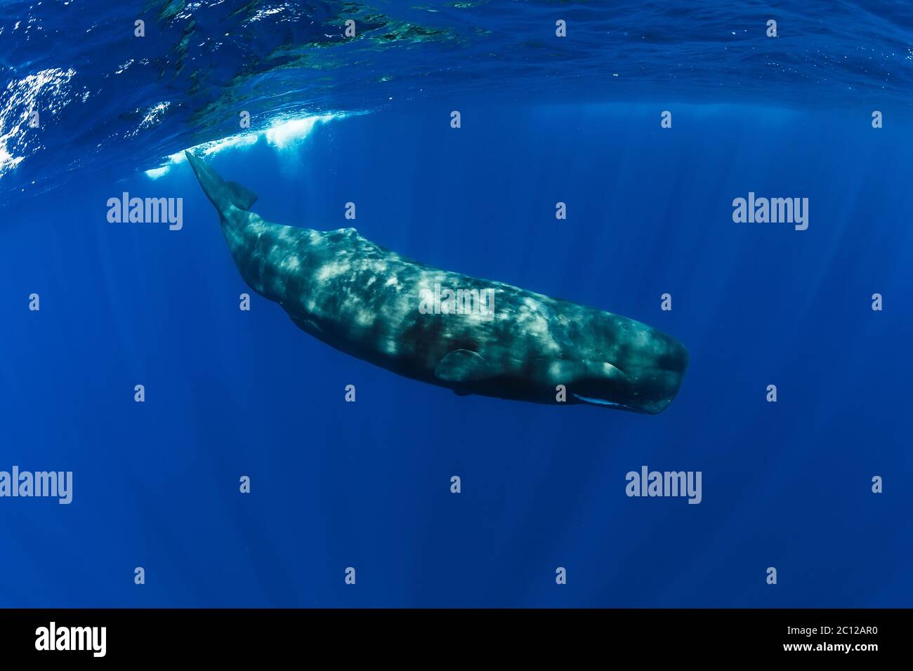 Pottwale schwimmen im meer -Fotos und -Bildmaterial in hoher Auflösung ...
