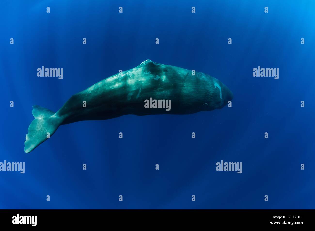 Pottwale schwimmen im meer -Fotos und -Bildmaterial in hoher Auflösung ...