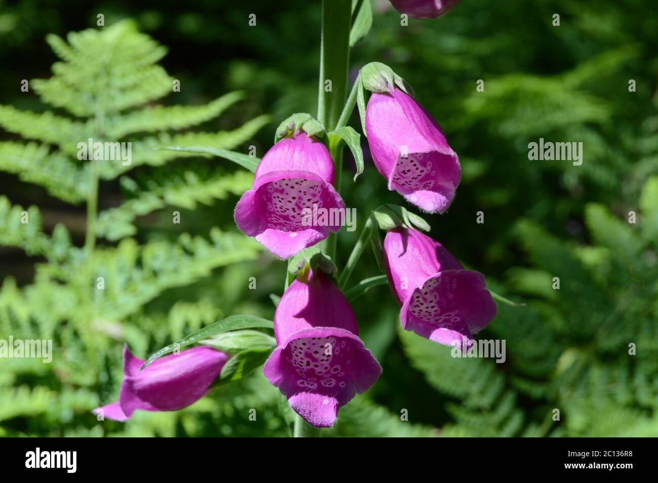 Magus muir -Fotos und -Bildmaterial in hoher Auflösung – Alamy