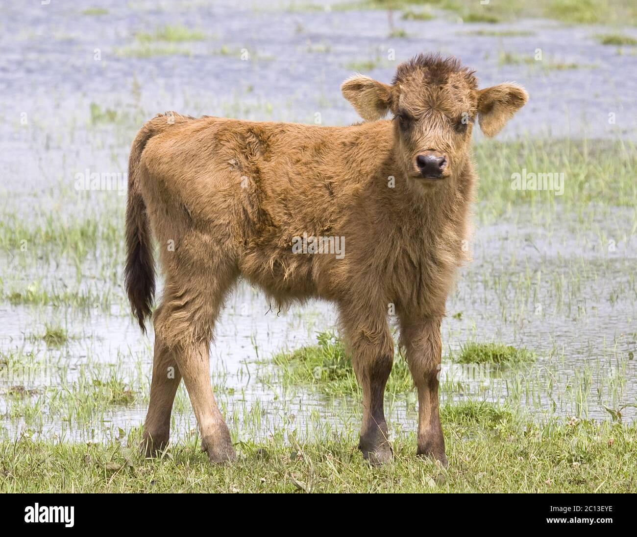Rind und kalb -Fotos und -Bildmaterial in hoher Auflösung – Alamy
