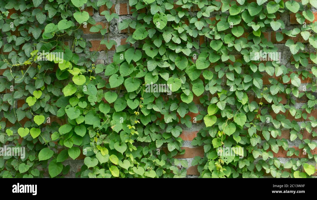 Solide Hintergrundbilder Stockfotos und -bilder Kaufen - Alamy