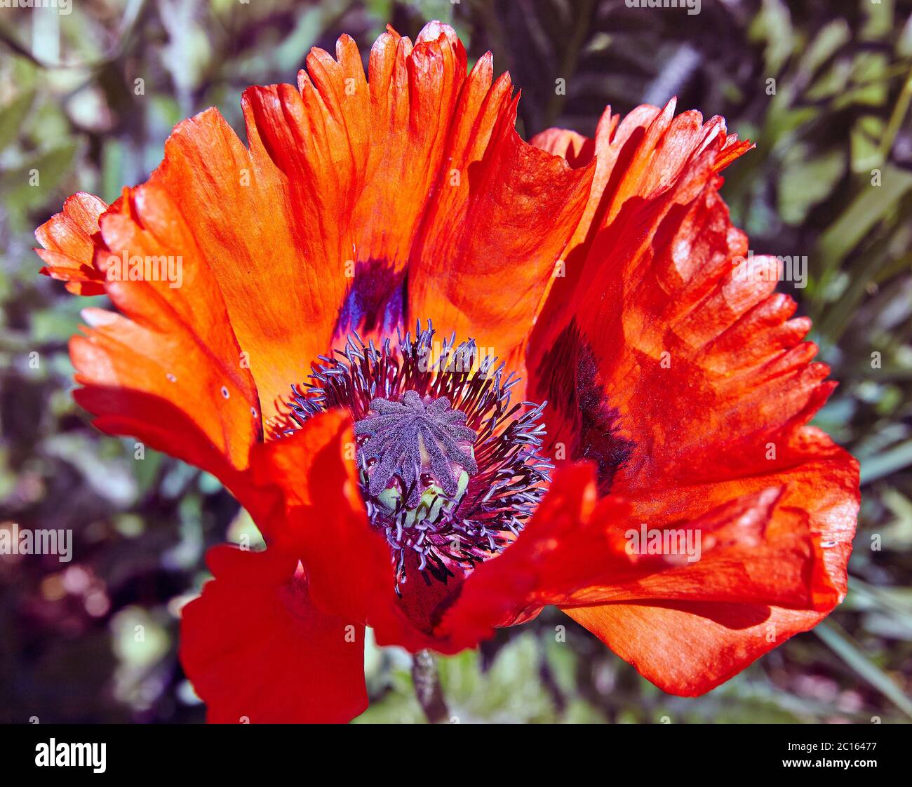 Mohn blumen makro -Fotos und -Bildmaterial in hoher Auflösung - Seite 8 ...