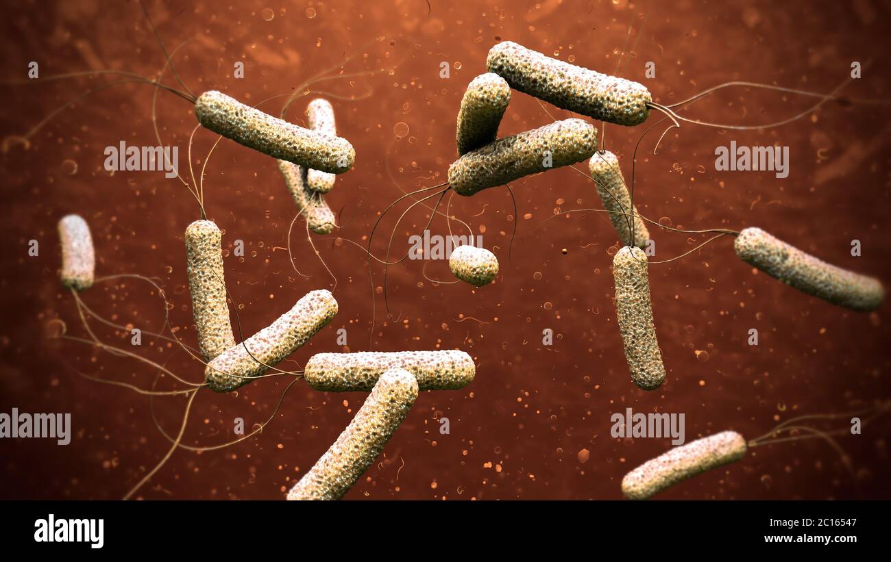Cholera bakterium -Fotos und -Bildmaterial in hoher Auflösung – Alamy