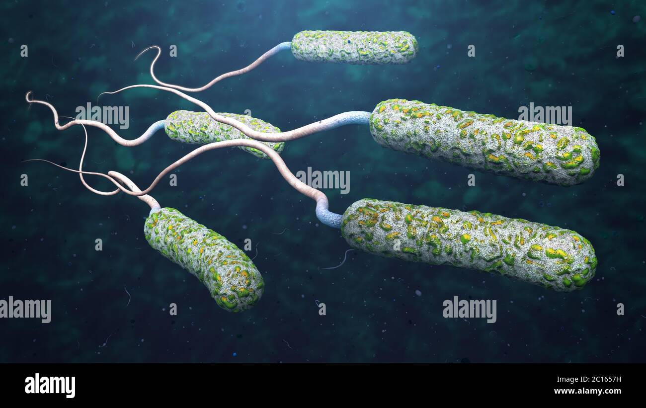 Cholera bakterium -Fotos und -Bildmaterial in hoher Auflösung – Alamy