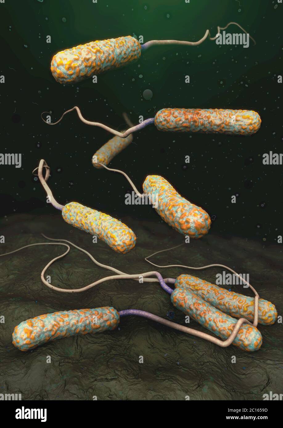 Cholera bakterium -Fotos und -Bildmaterial in hoher Auflösung – Alamy