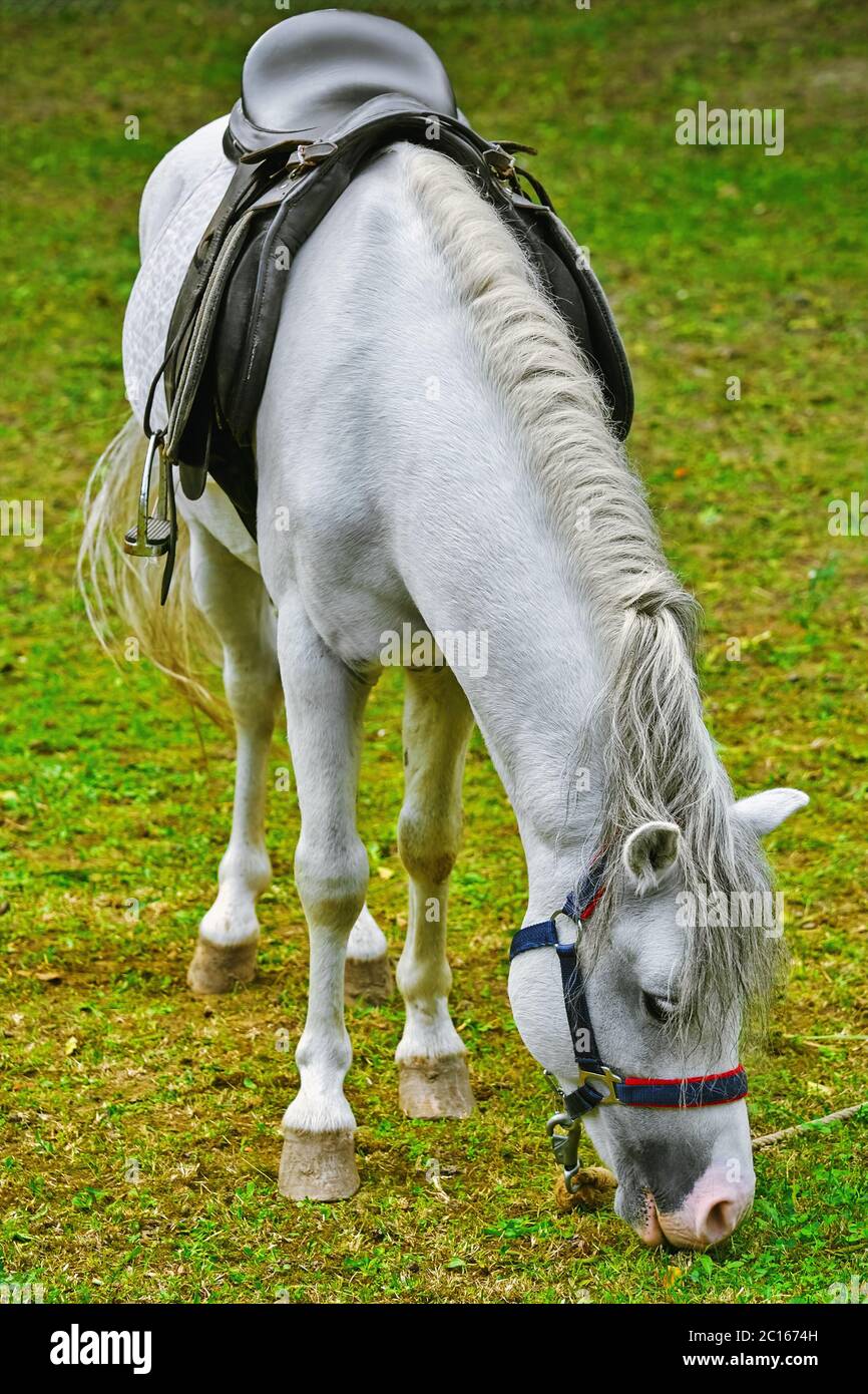 Horse saddled -Fotos und -Bildmaterial in hoher Auflösung – Alamy