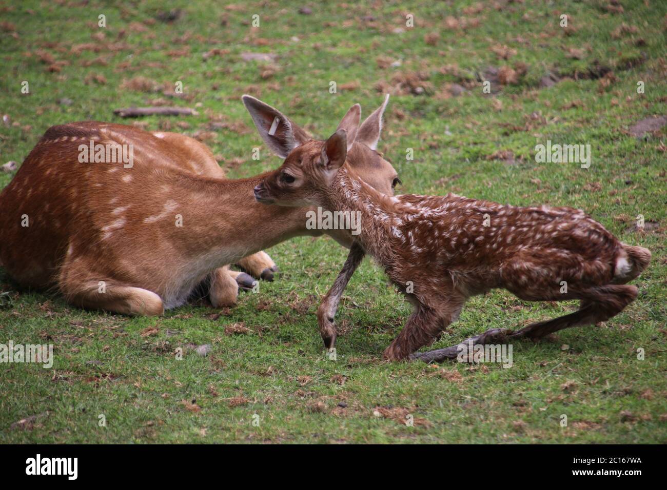 Baby deer cartoon -Fotos und -Bildmaterial in hoher Auflösung – Alamy