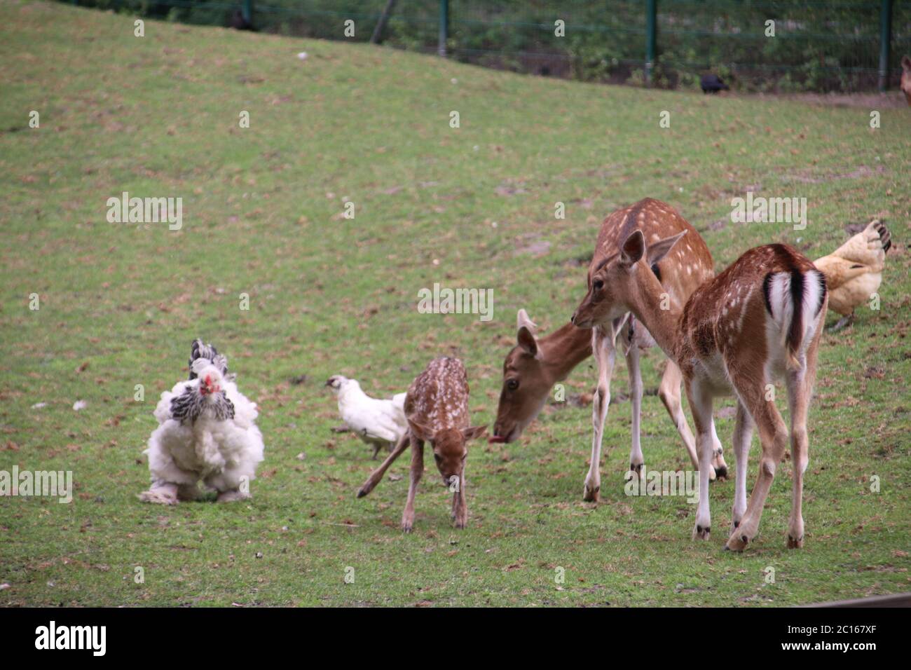 Das junge Rehbaby, das Rehbaby, wurde in einem städtischen Hirschpark ...