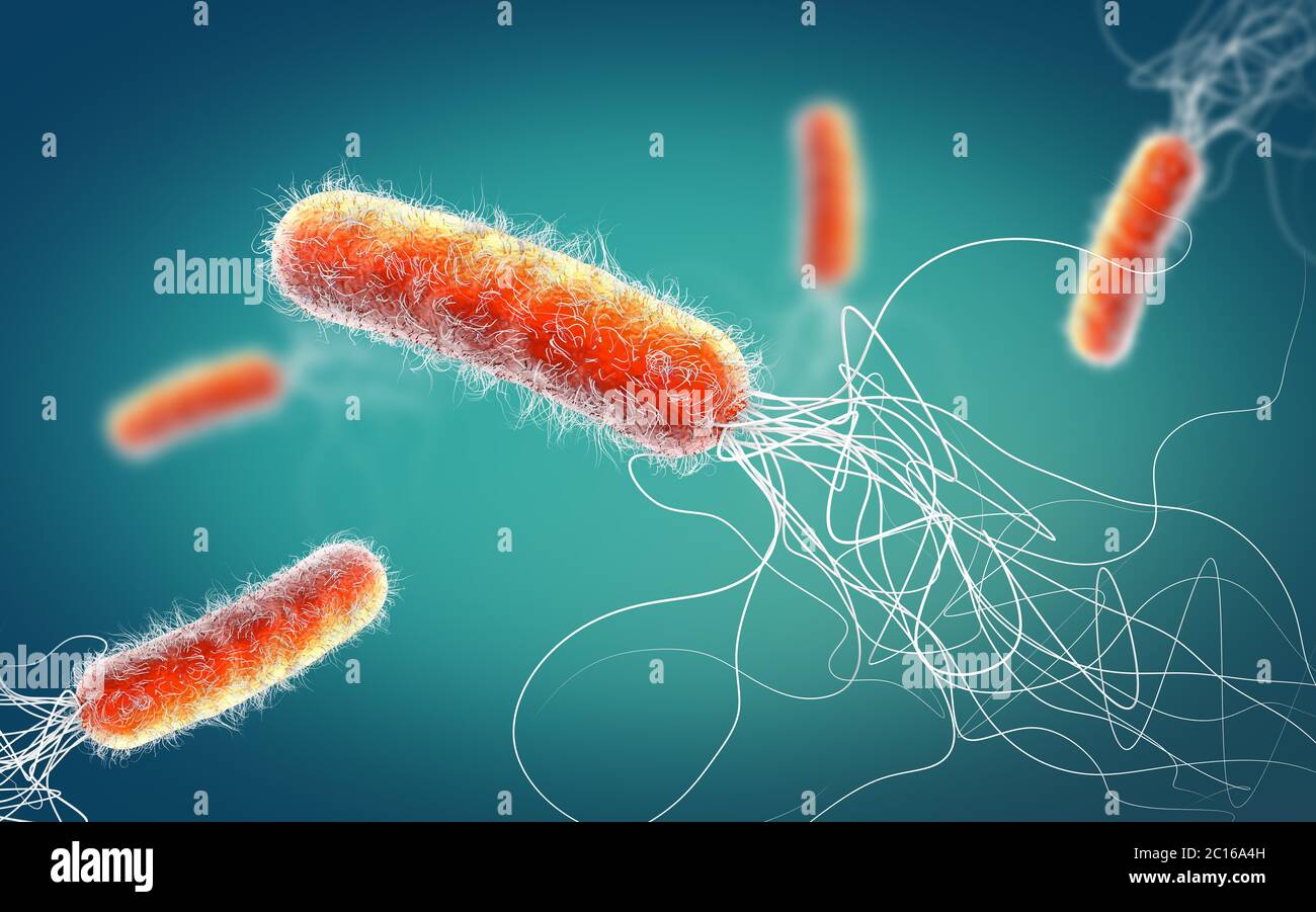 Pseudomonas aeruginosa -Fotos und -Bildmaterial in hoher Auflösung – Alamy