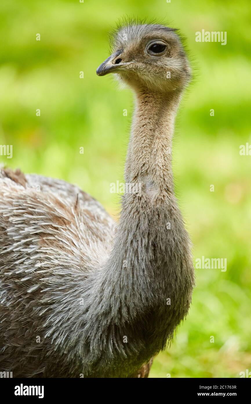 Großer emu -Fotos und -Bildmaterial in hoher Auflösung – Alamy