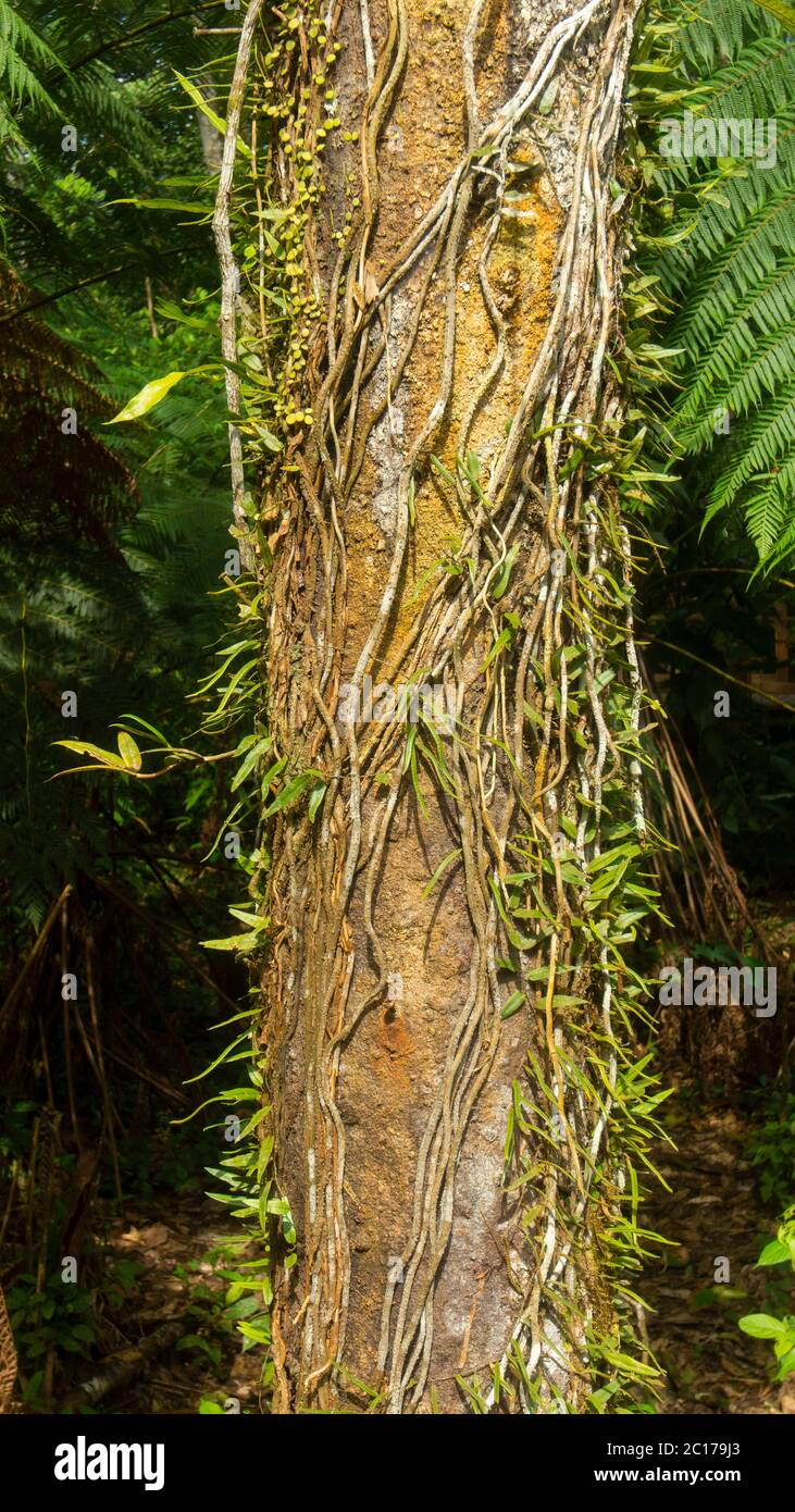 Baum lianen -Fotos und -Bildmaterial in hoher Auflösung – Alamy