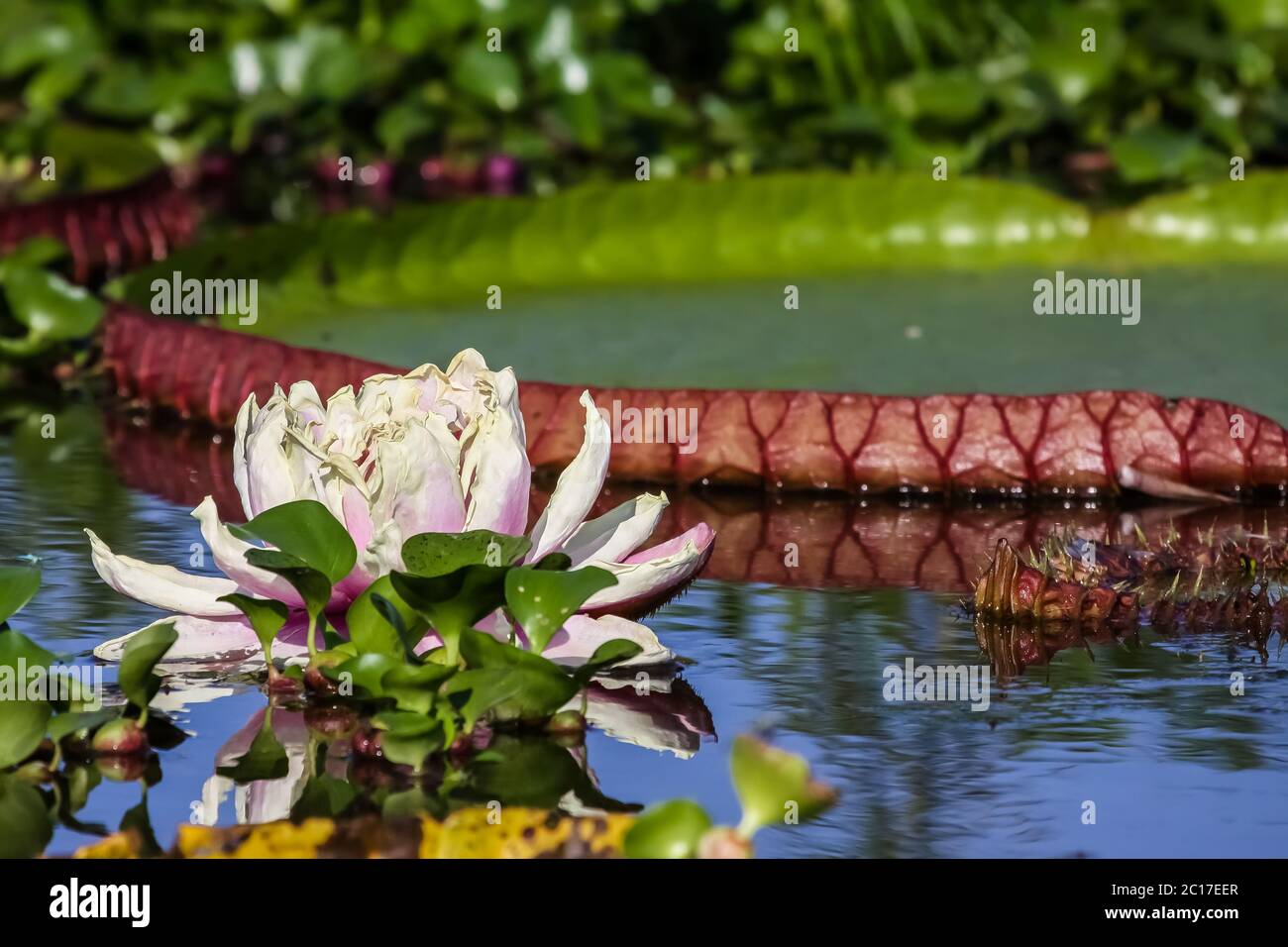 Seerose victoria regia seerosen -Fotos und -Bildmaterial in hoher ...