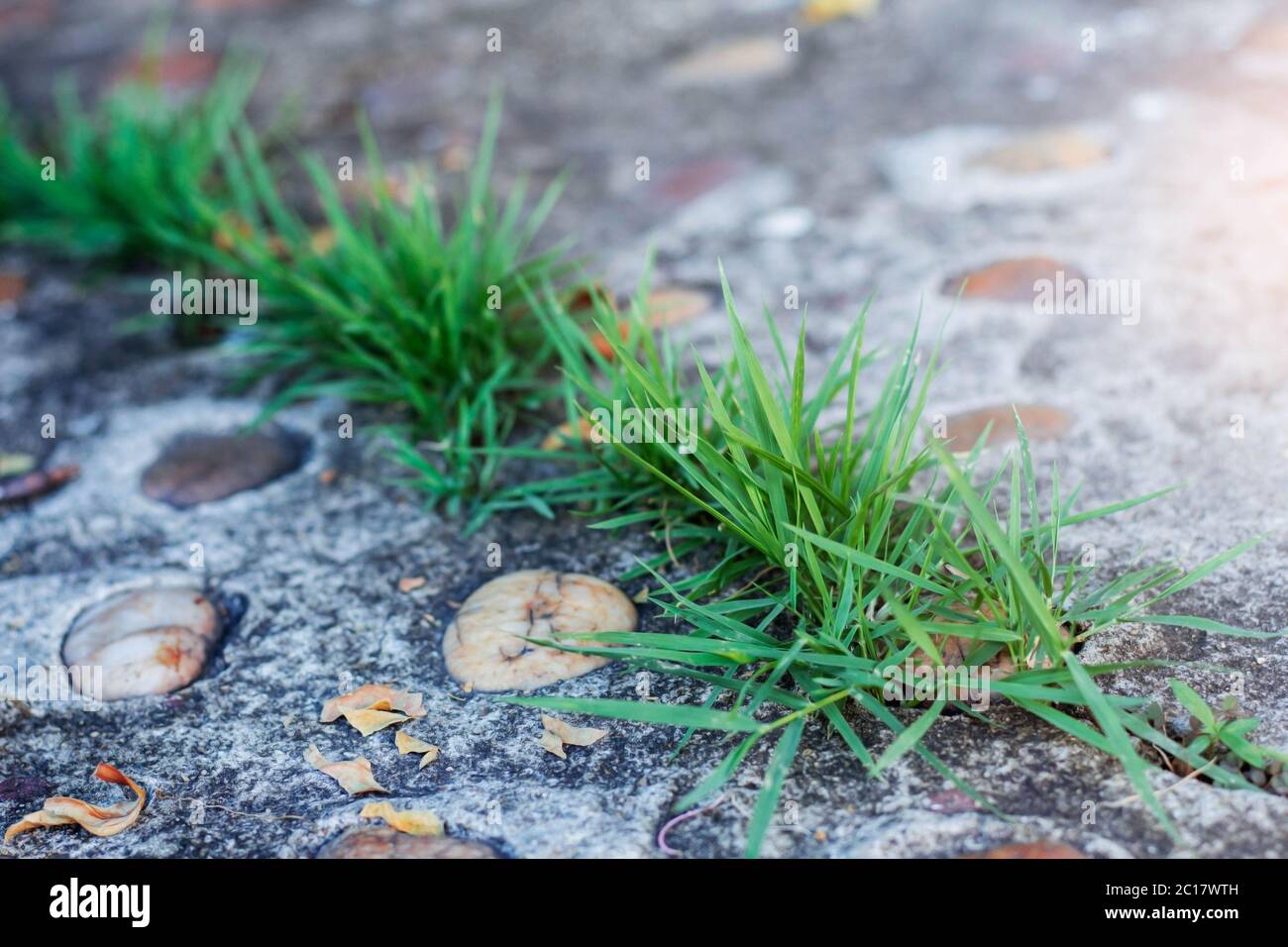 Beton und gras -Fotos und -Bildmaterial in hoher Auflösung – Alamy