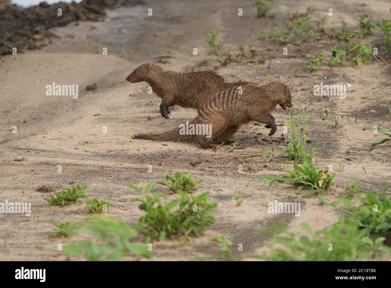 Mungo familie -Fotos und -Bildmaterial in hoher Auflösung – Alamy