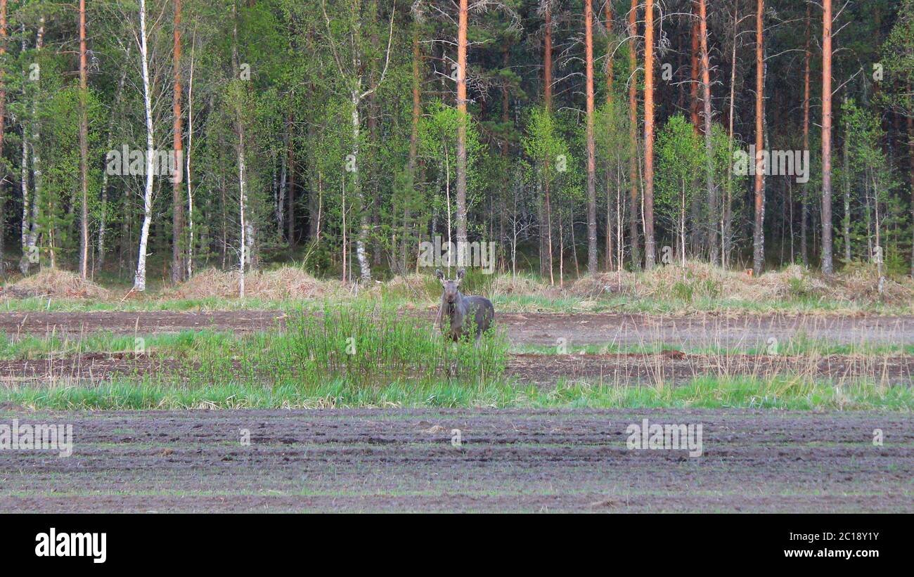 Elch statue -Fotos und -Bildmaterial in hoher Auflösung – Alamy