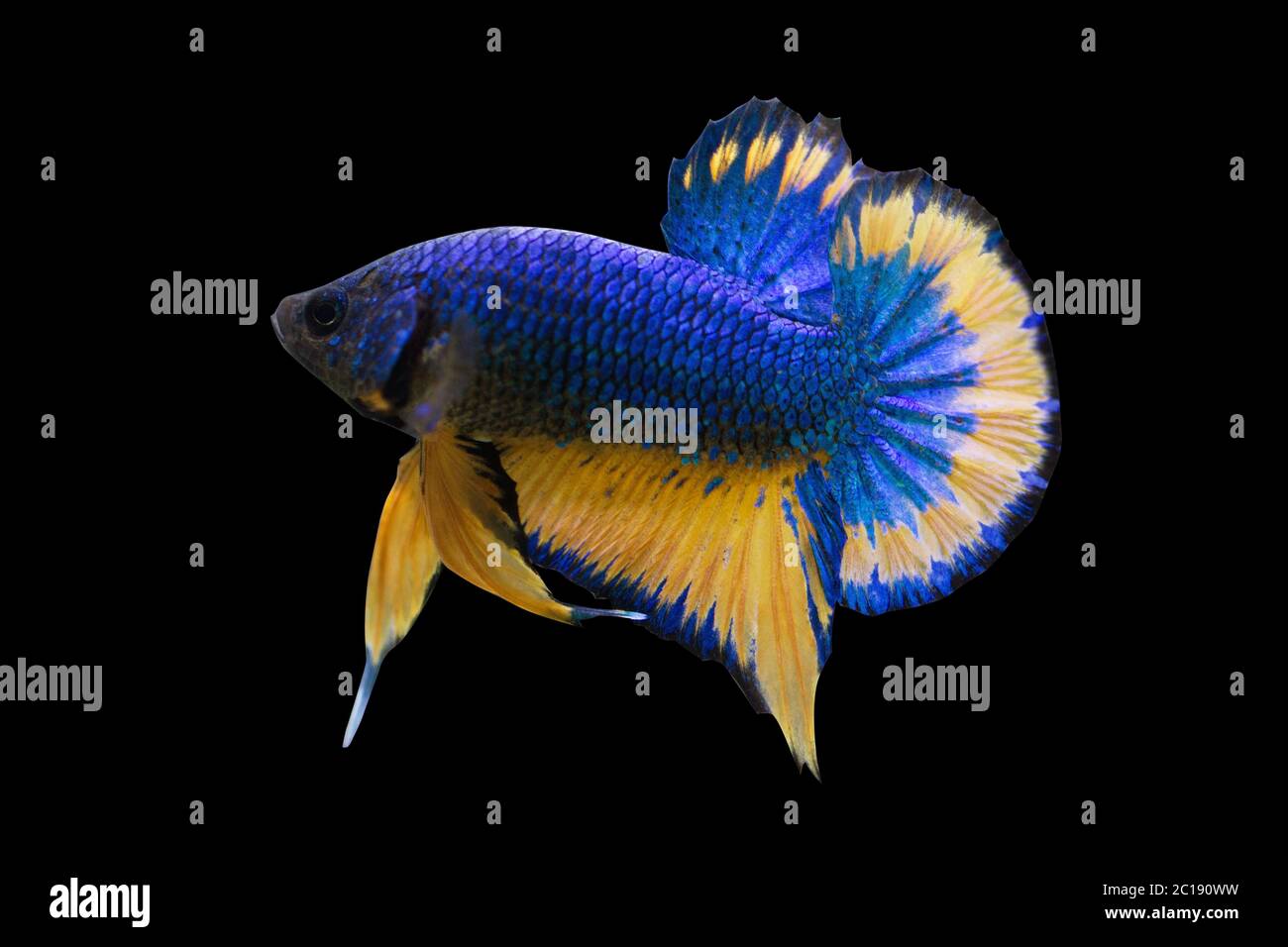 Betta Blue Senf Halfmoon Plakat HMPK Male oder Plakat Fighting Fish ...