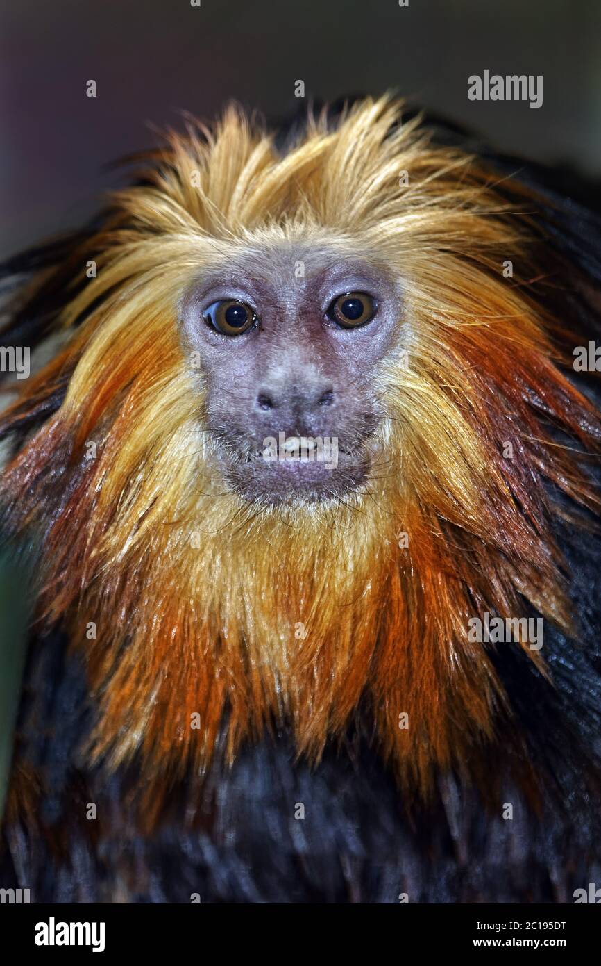 Goldgelbes lowenaffchen -Fotos und -Bildmaterial in hoher Auflösung – Alamy Goldgelbes lowenaffchen -Fotos und -Bildmaterial in hoher Auflösung – Alamy