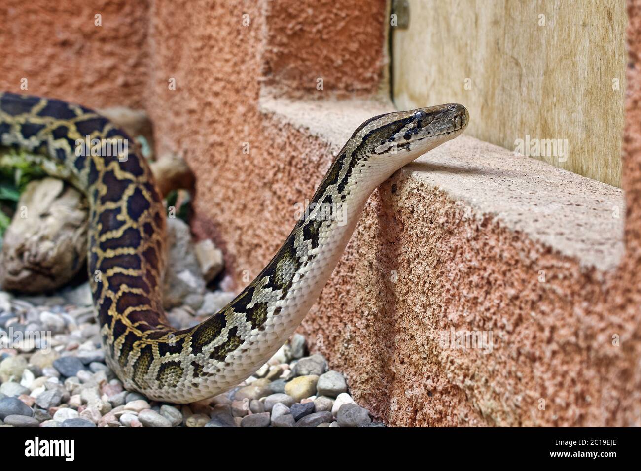 Indischer Python Indien Stockfotos und -bilder Kaufen - Alamy