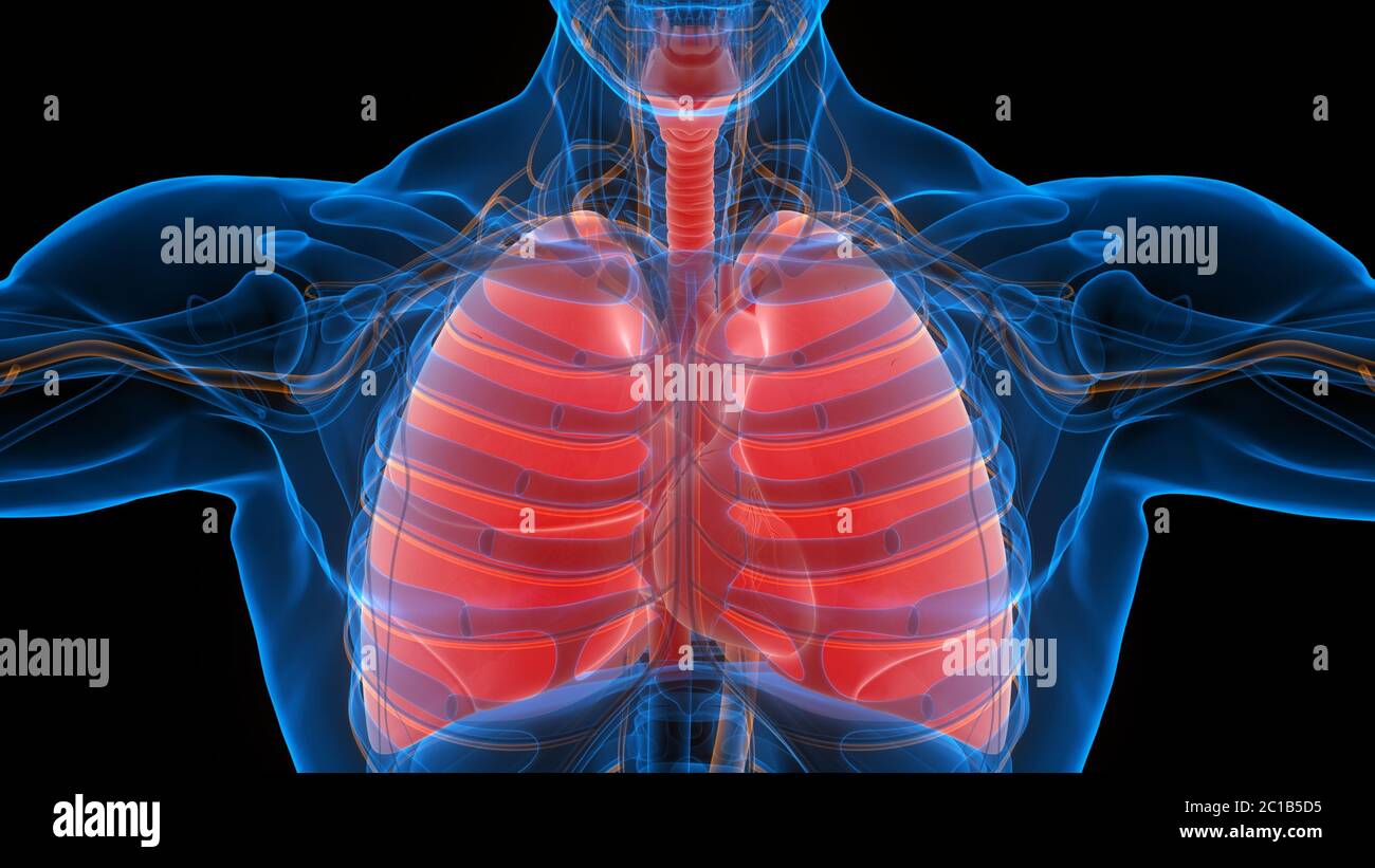 Menschliche Atmungssystem Lungen Anatomie Stockfotografie - Alamy