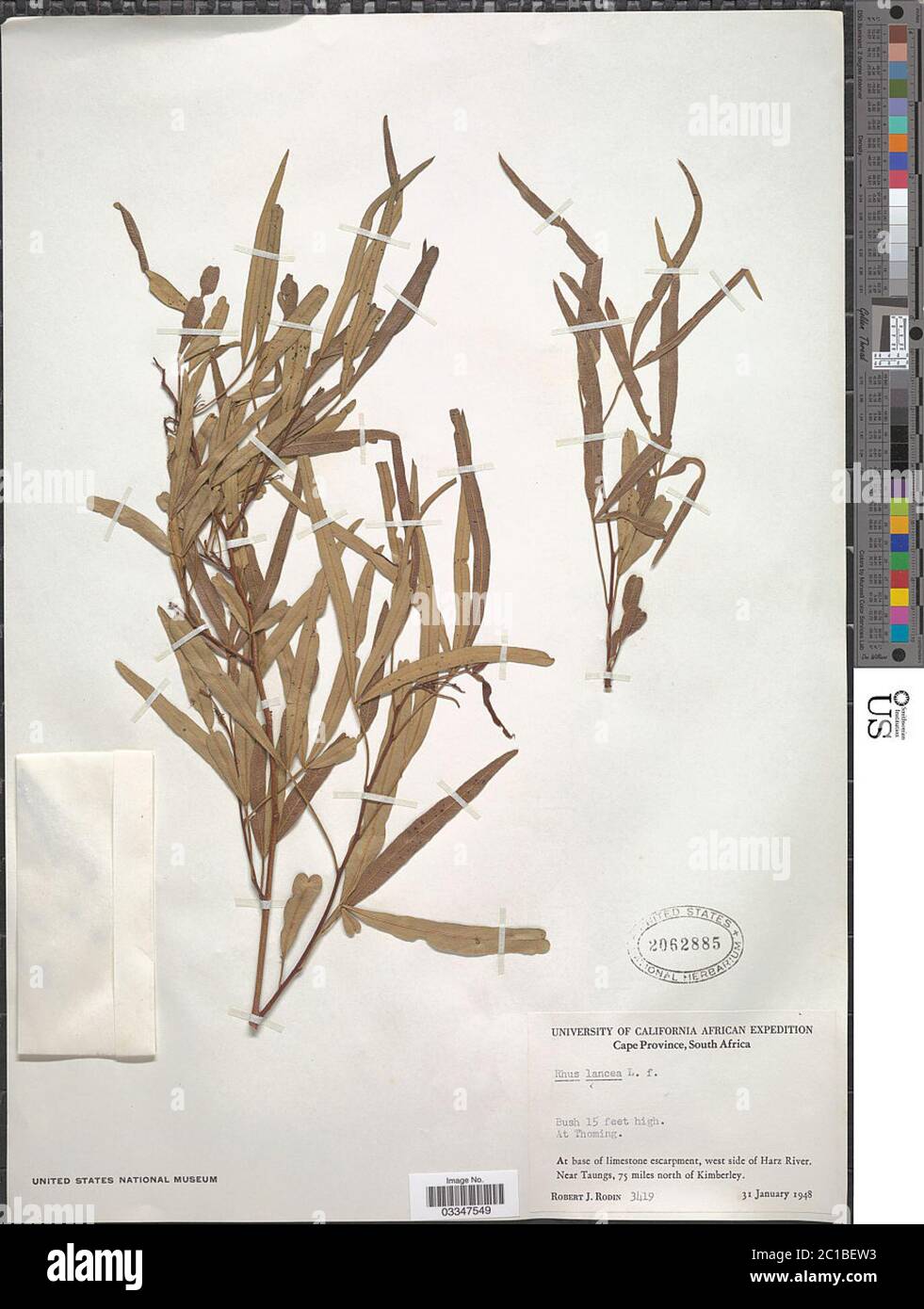 Rhus Lancea Stockfotos und -bilder Kaufen - Alamy