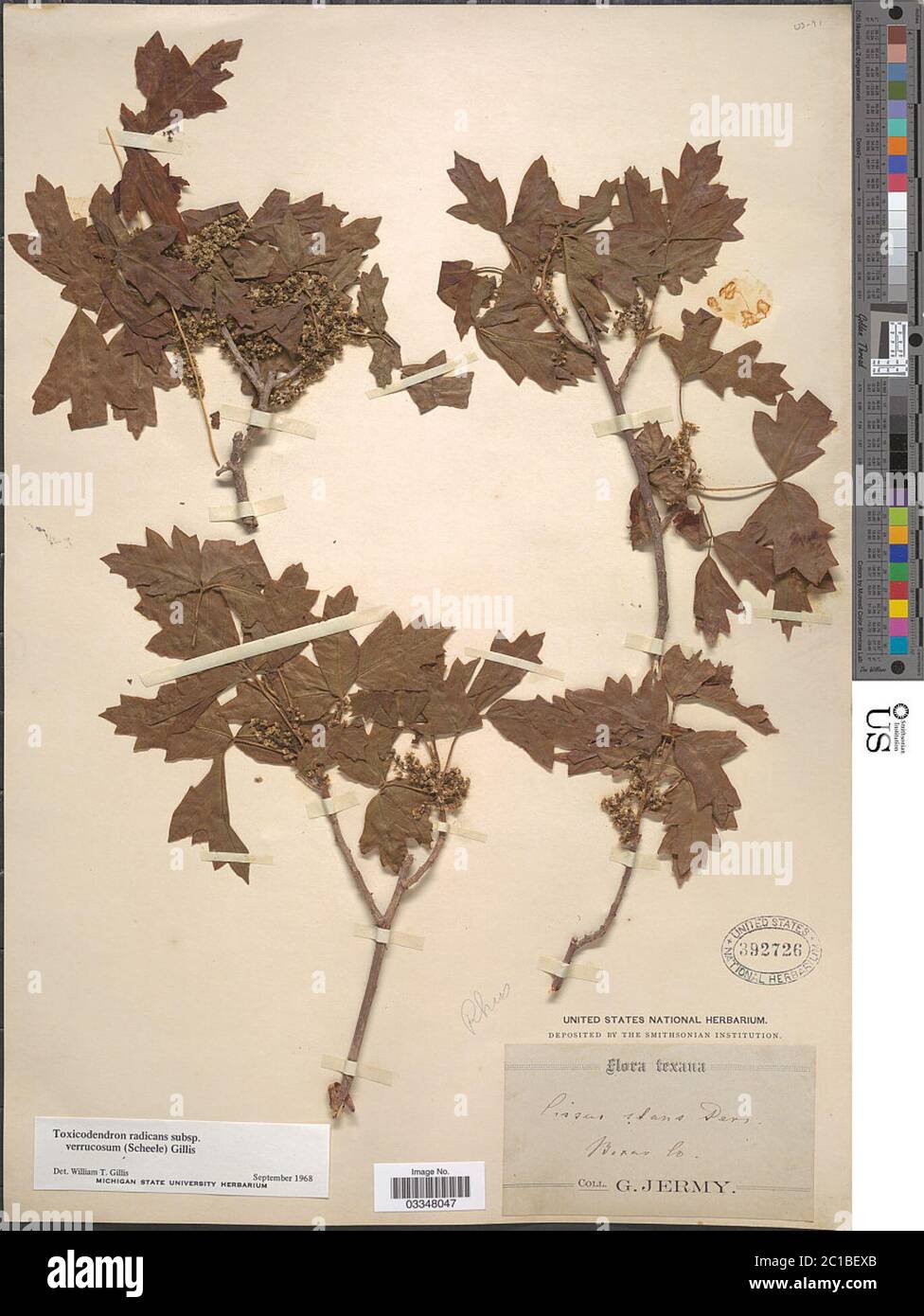 Toxicodendron radicans subsp verrucosum Scheele Gillis Toxicodendron ...