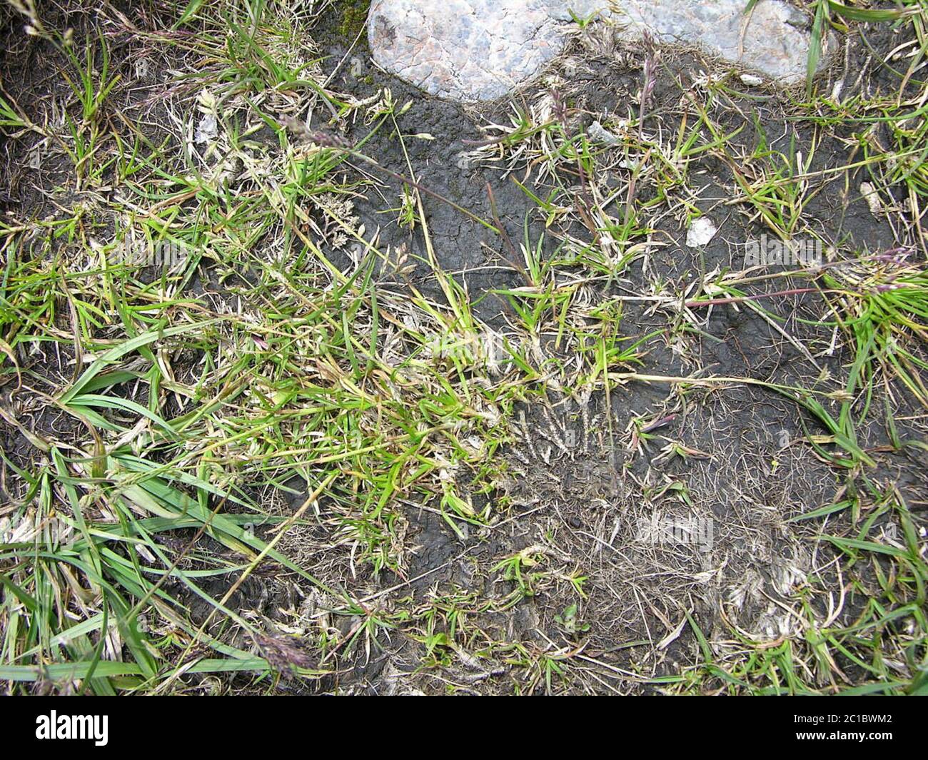 Poa supina -Fotos und -Bildmaterial in hoher Auflösung – Alamy