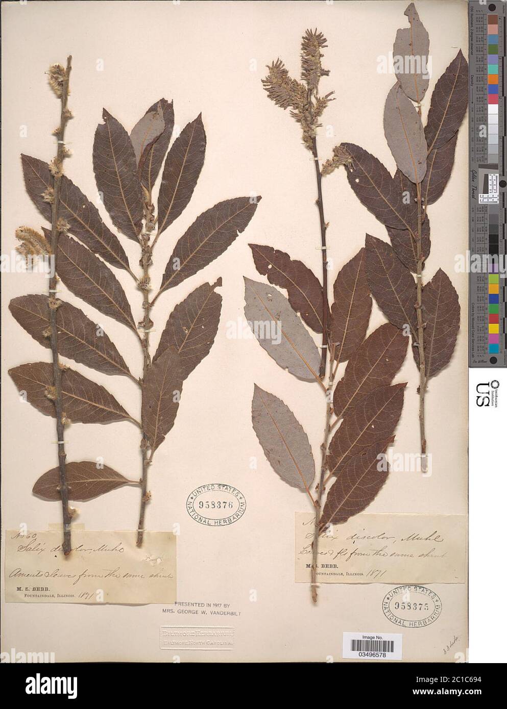 Salix discolor -Fotos und -Bildmaterial in hoher Auflösung – Alamy