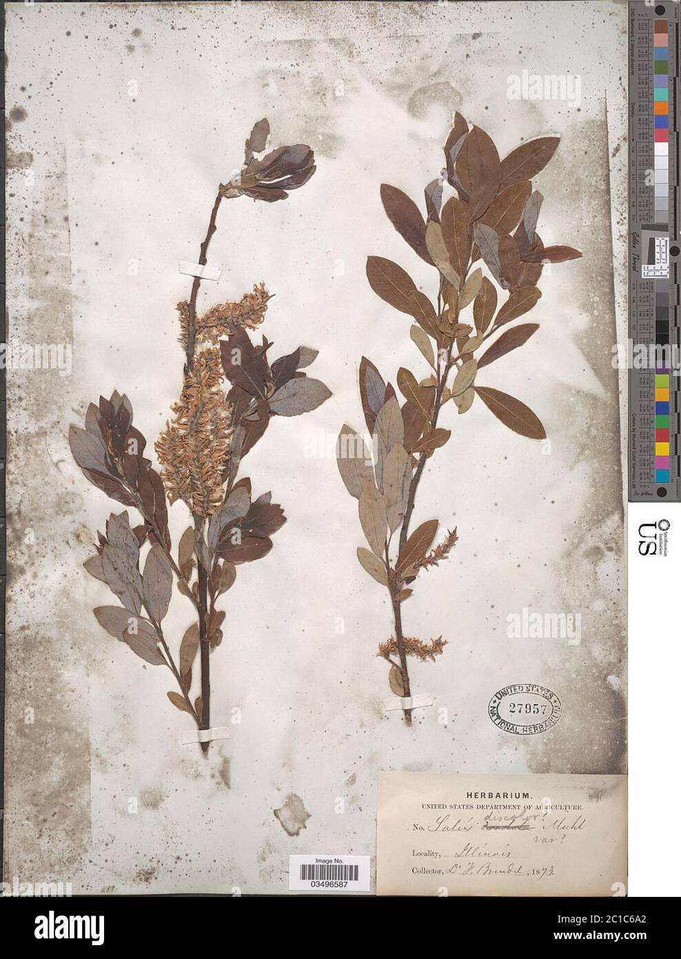 Salix discolor -Fotos und -Bildmaterial in hoher Auflösung – Alamy