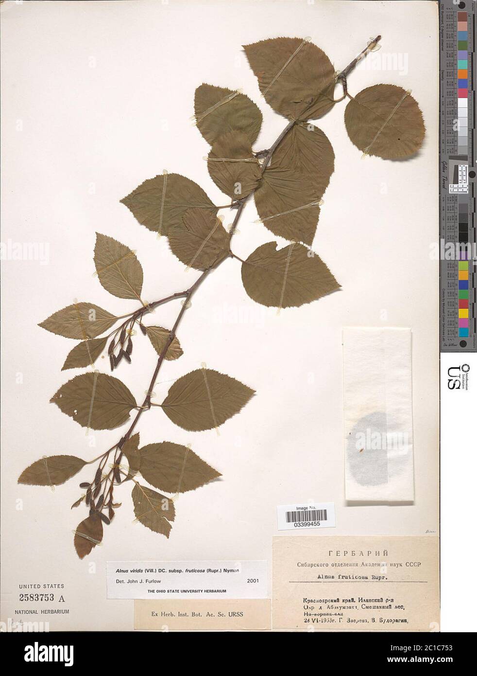 Alnus fruticosa Rupr Alnus fruticosa Rupr Stockfotografie - Alamy