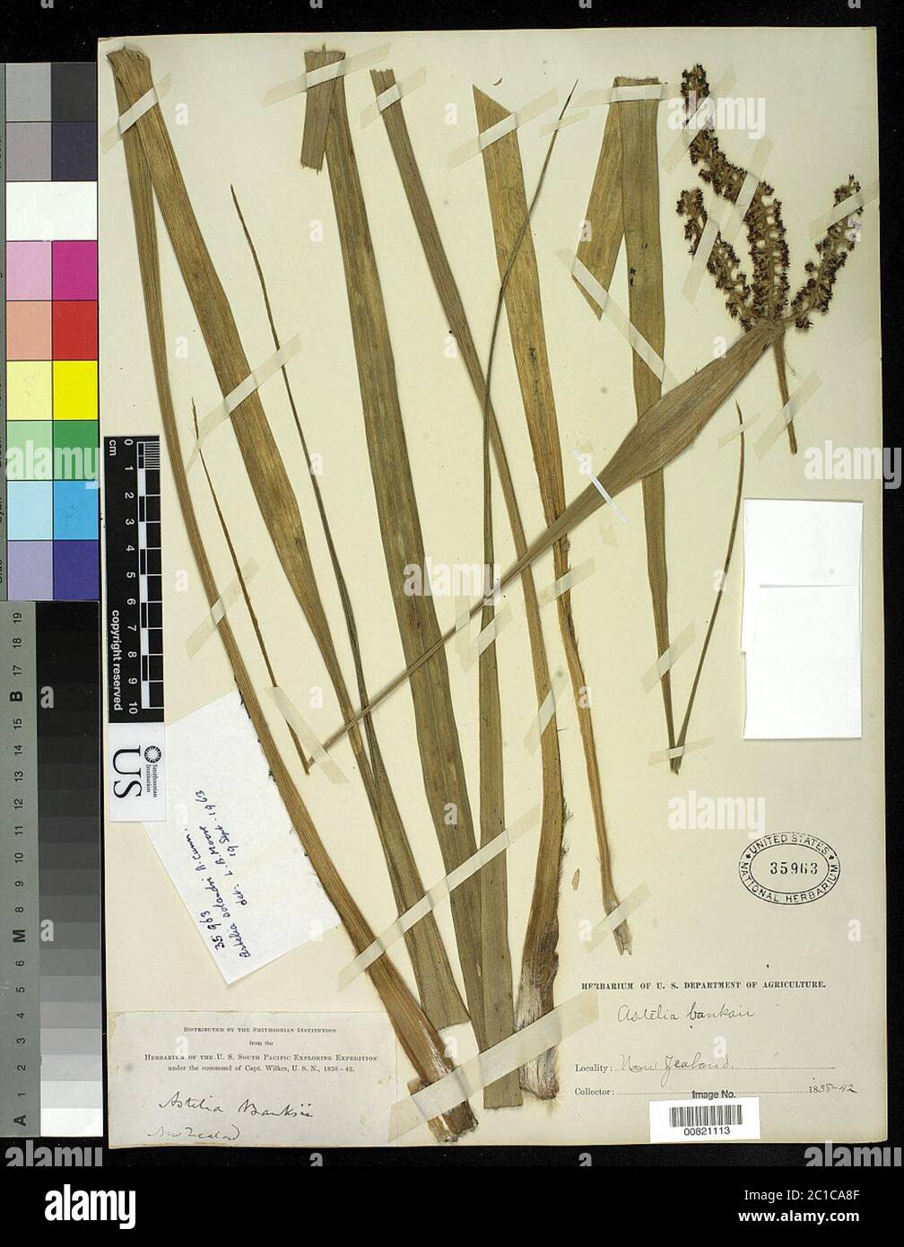 Astelia banksii -Fotos und -Bildmaterial in hoher Auflösung – Alamy