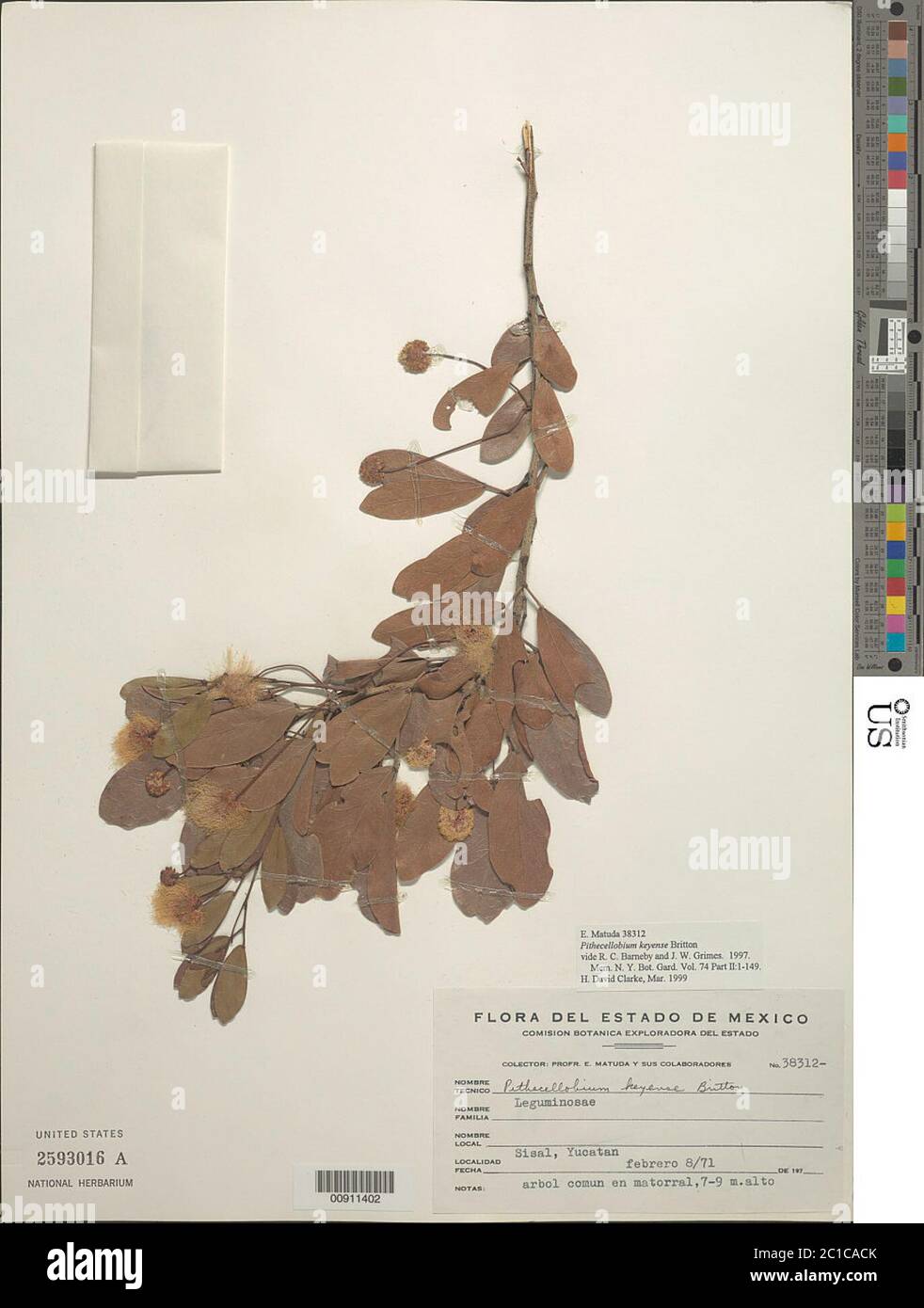 Pithecellobium keyense -Fotos und -Bildmaterial in hoher Auflösung – Alamy