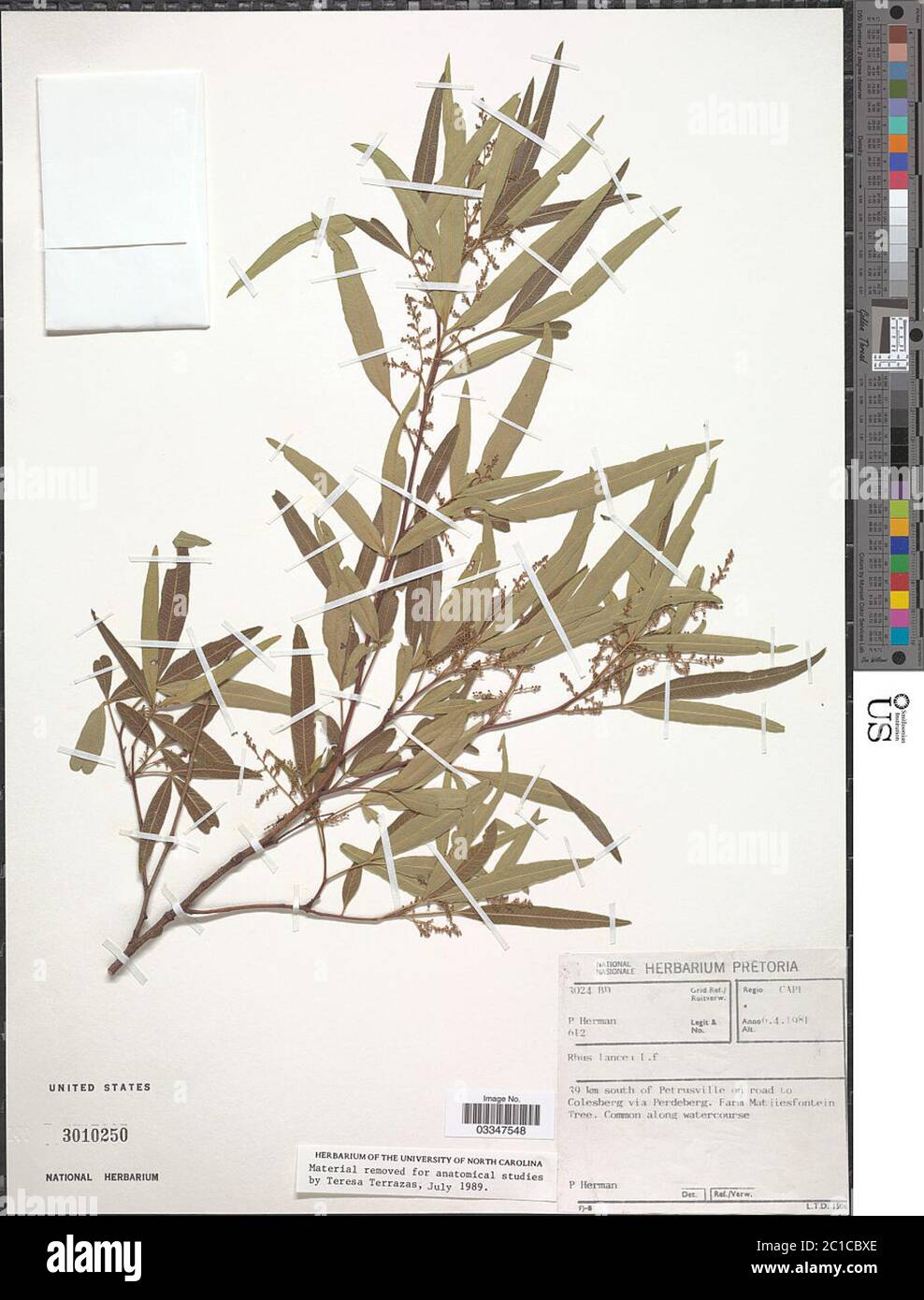 Rhus Lancea Stockfotos und -bilder Kaufen - Alamy