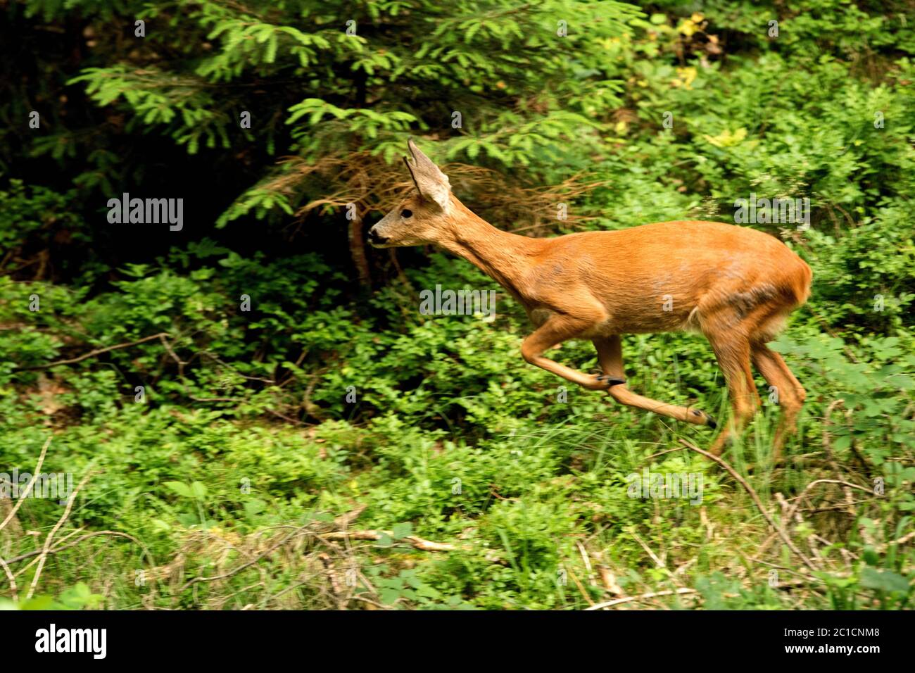Rehe nach Fellwechsel *** Ortsüberschrift *** Capreolus capreolus ... Rehe nach Fellwechsel *** Ortsüberschrift *** Capreolus capreolus ...