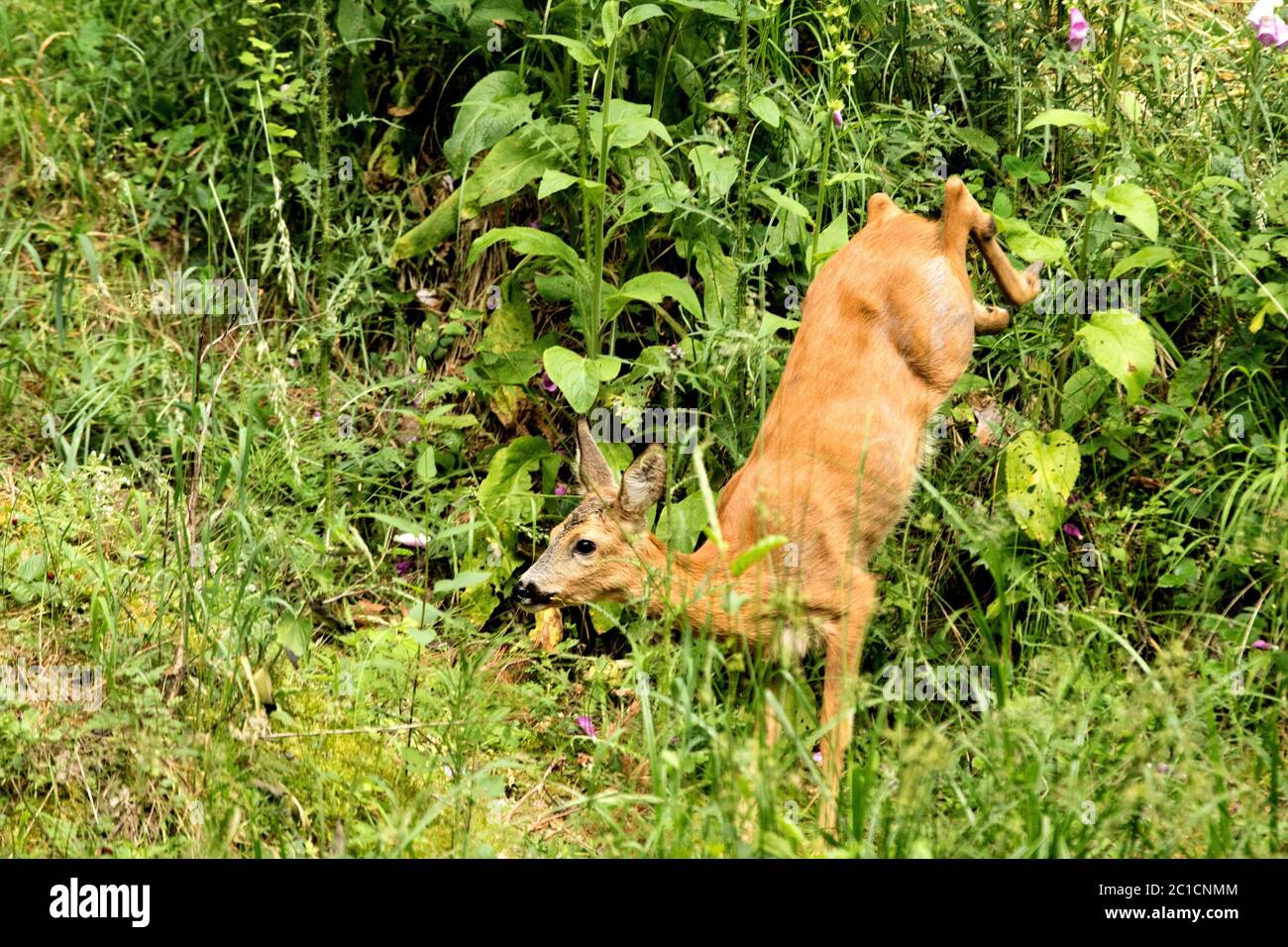 Rehe nach Fellwechsel *** Ortsüberschrift *** Capreolus capreolus ... Rehe nach Fellwechsel *** Ortsüberschrift *** Capreolus capreolus ...