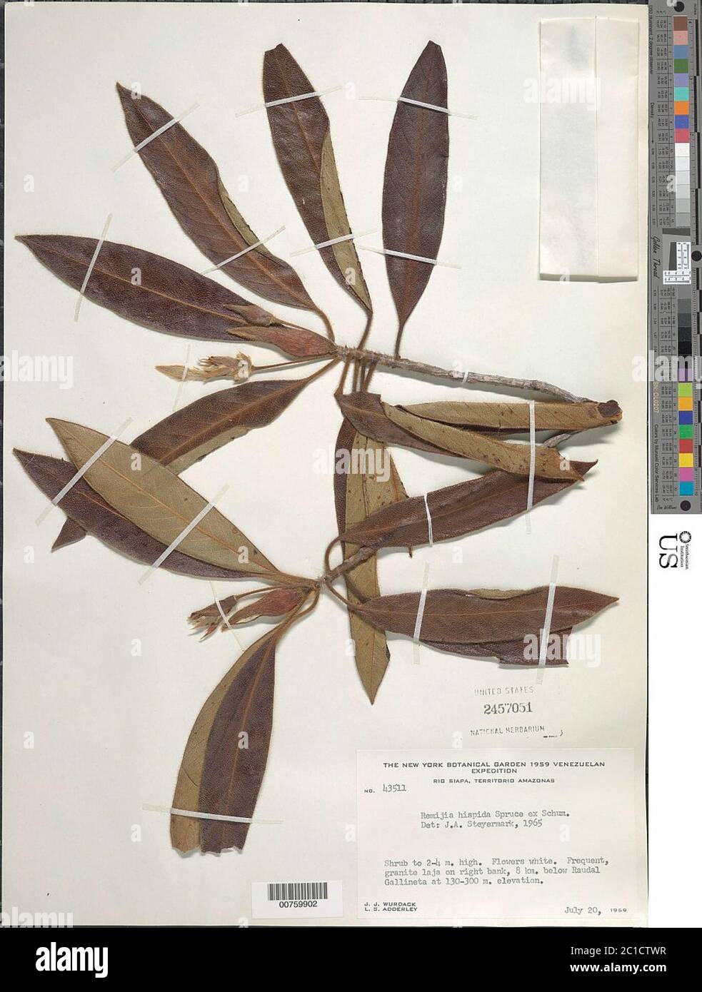 Remijia hispida Fichte ex K Schum Remijia hispida Fichte ex K Schum ...