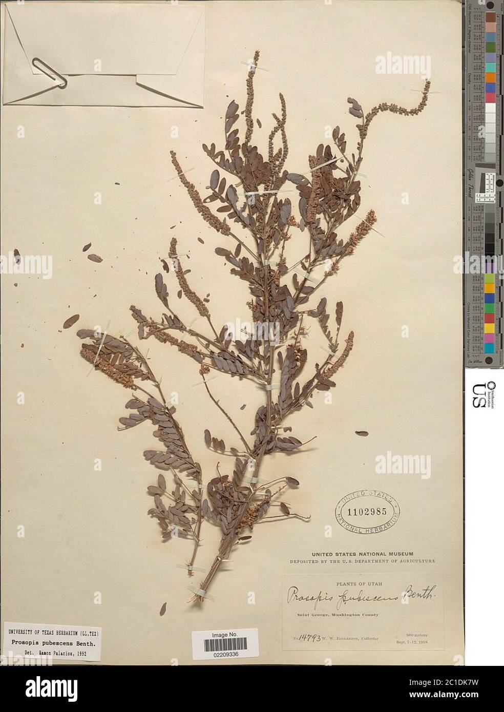 Prosopis pubescens -Fotos und -Bildmaterial in hoher Auflösung – Alamy