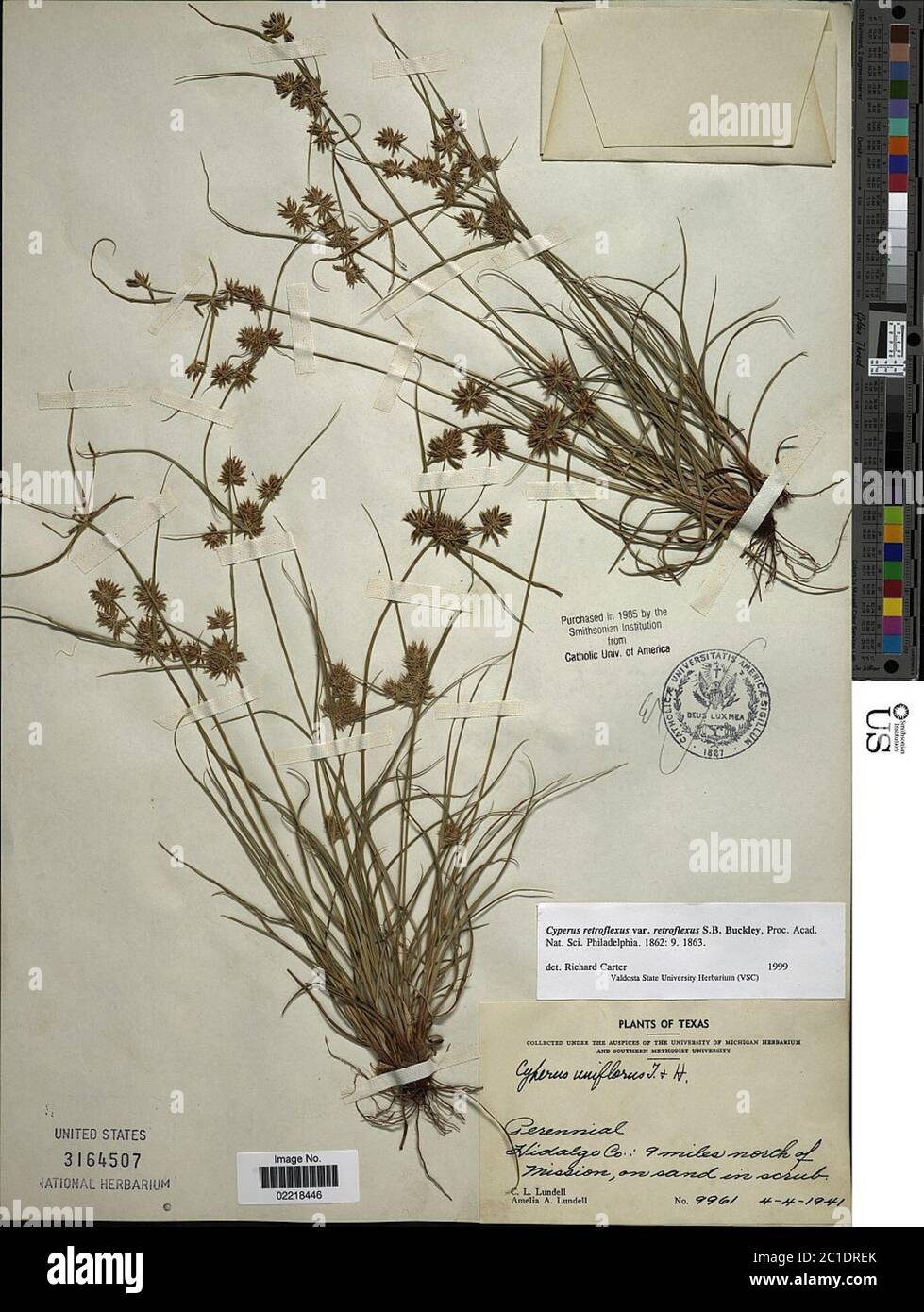 Cyperus retroflexus Buckley var retroflexus Cyperus retroflexus Buckley ...