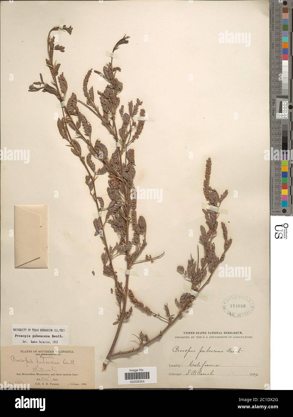 Prosopis pubescens -Fotos und -Bildmaterial in hoher Auflösung – Alamy