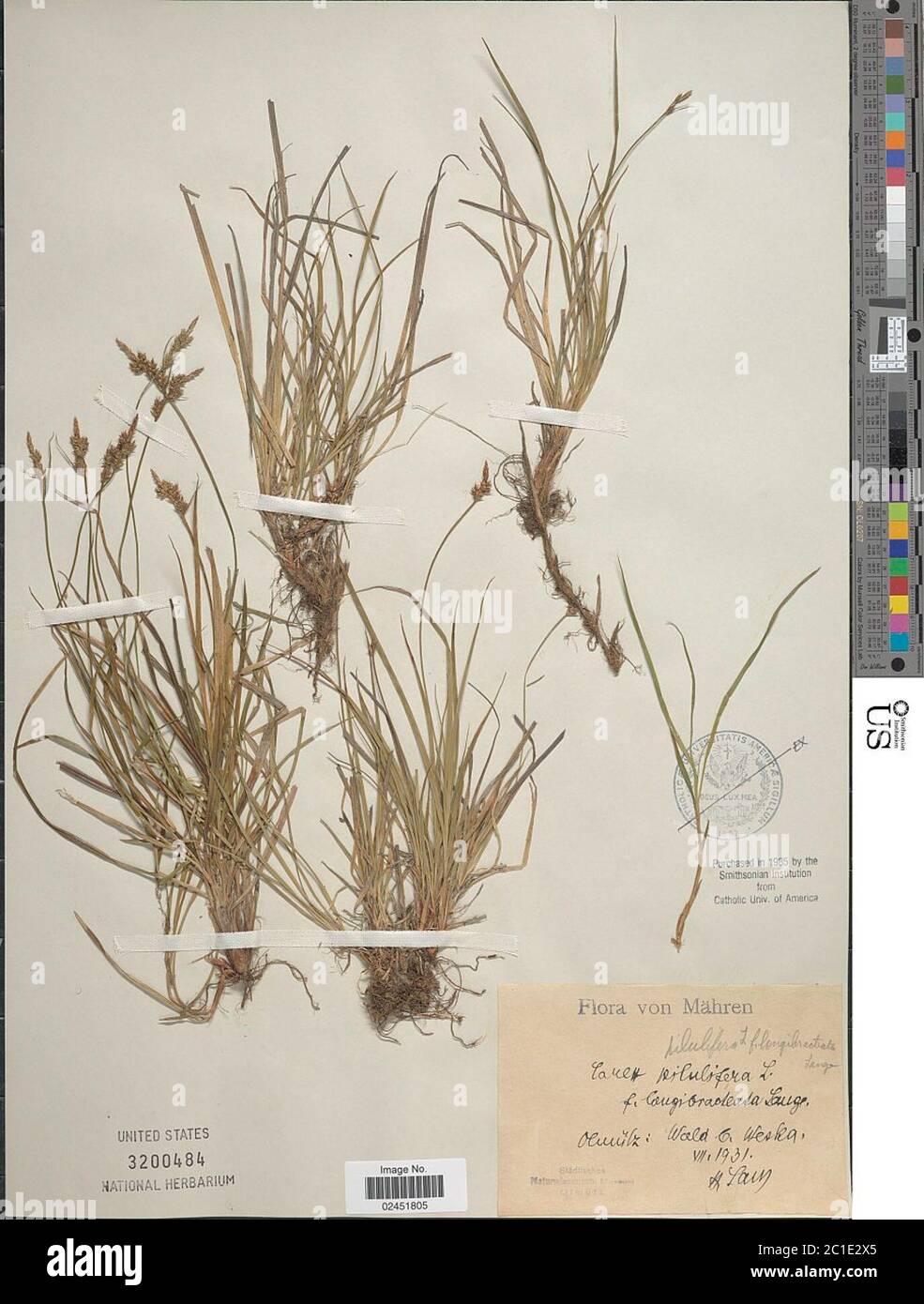 Carex pilulifera -Fotos und -Bildmaterial in hoher Auflösung – Alamy