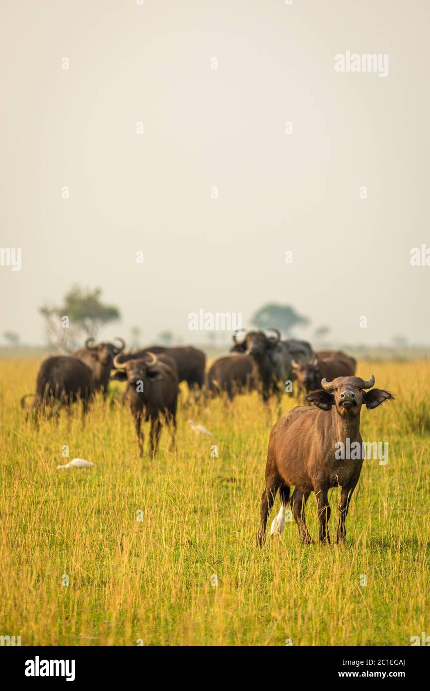 Stier bulle gesicht kopf frontal -Fotos und -Bildmaterial in hoher ...
