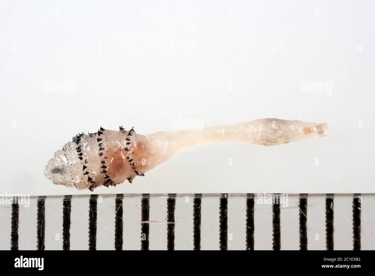 Menschliche larve -Fotos und -Bildmaterial in hoher Auflösung – Alamy