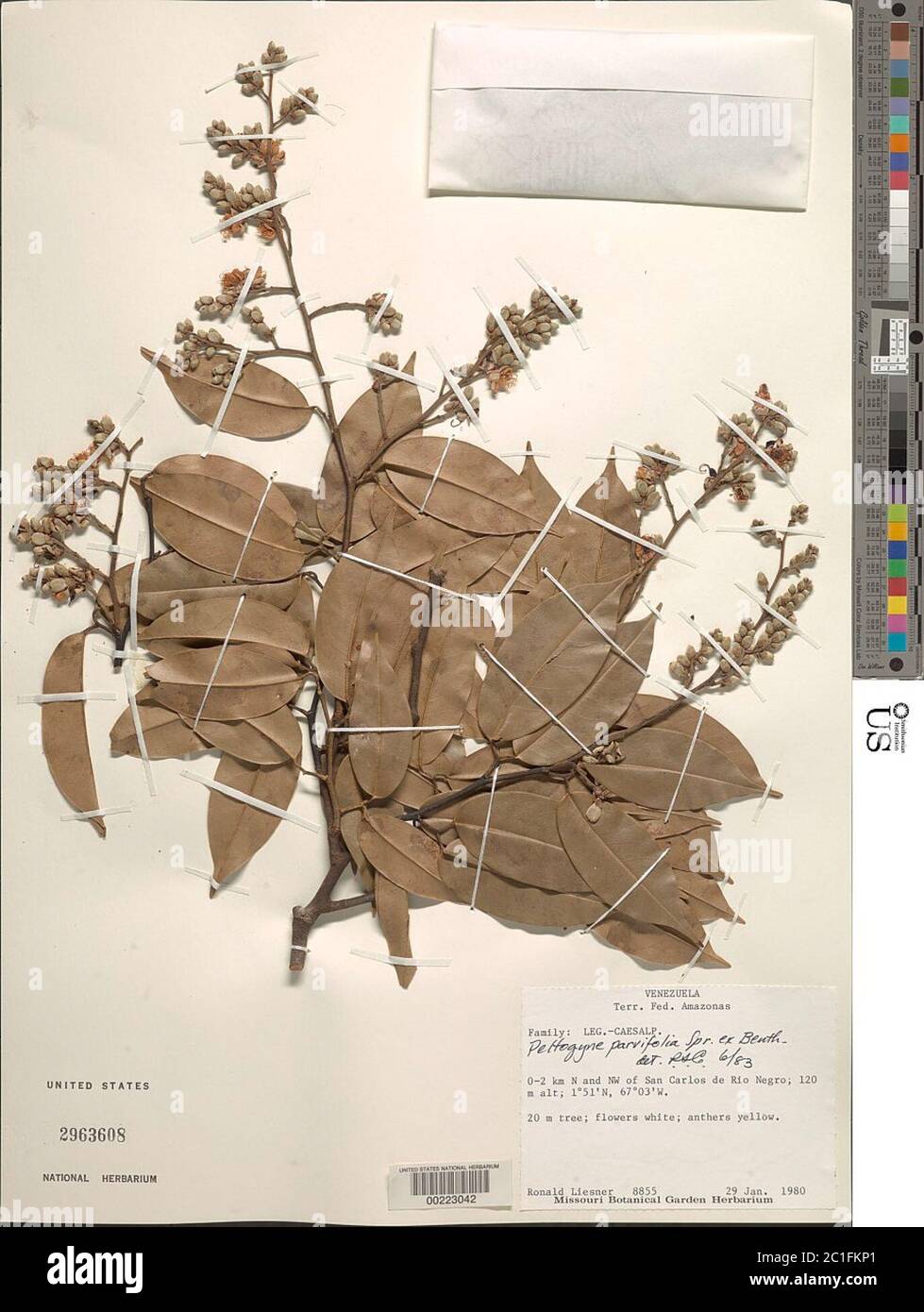 Peltogyne parvifolia subsp parvifolia Peltogyne parvifolia subsp ...