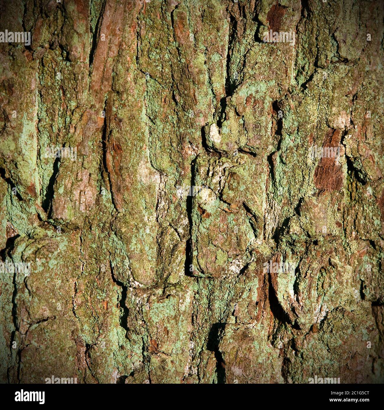 Heimische eiche -Fotos und -Bildmaterial in hoher Auflösung – Alamy