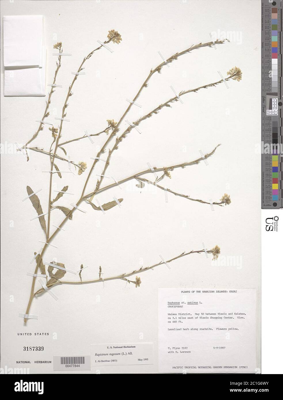 Rapistrum rugosum -Fotos und -Bildmaterial in hoher Auflösung – Alamy