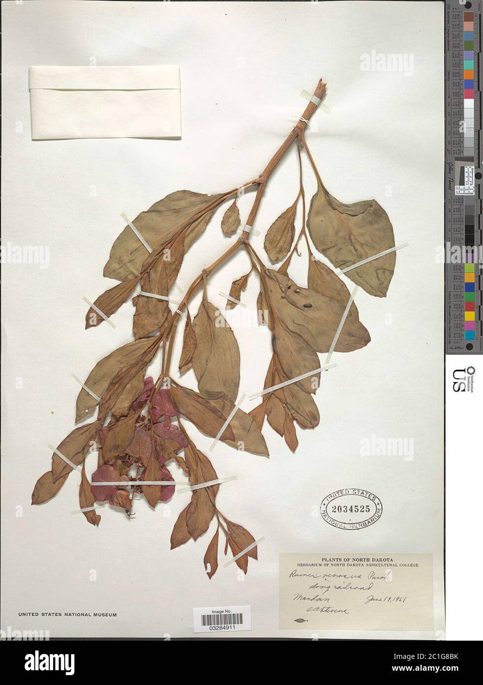 Rumex venosus Pursh Rumex venosus Pursh Stockfotografie - Alamy